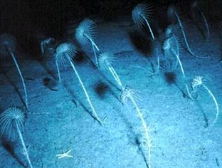 海百合纲 Crinoidea 蓝色动物学（中国动物学科普）